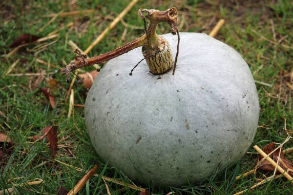 21 Different Types of Pumpkins You'll See This Fall - Parade Home & Garden