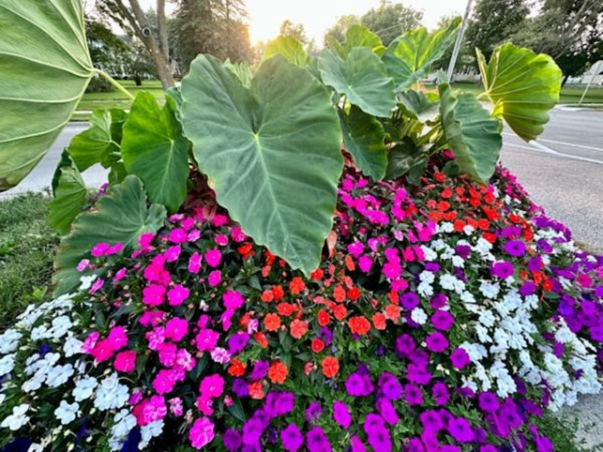 30 Outdoor Tropical Plants for Your Garden - Parade Home & Garden