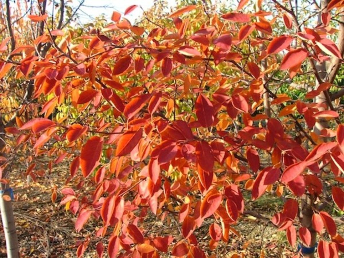 21 Beautiful Trees and Shrubs for Fall - Parade Home & Garden