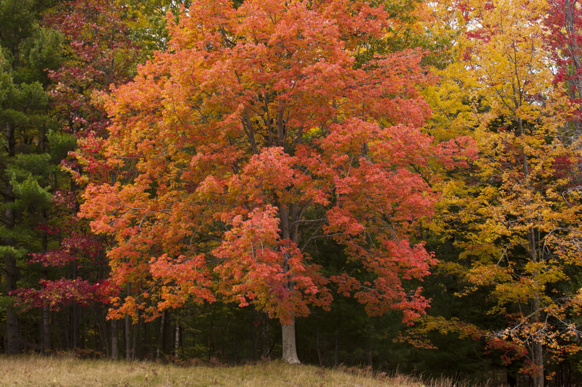 21 Beautiful Trees and Shrubs for Fall - Parade Home & Garden