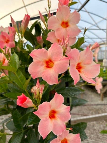 30 Outdoor Tropical Plants for Your Garden - Parade Home & Garden