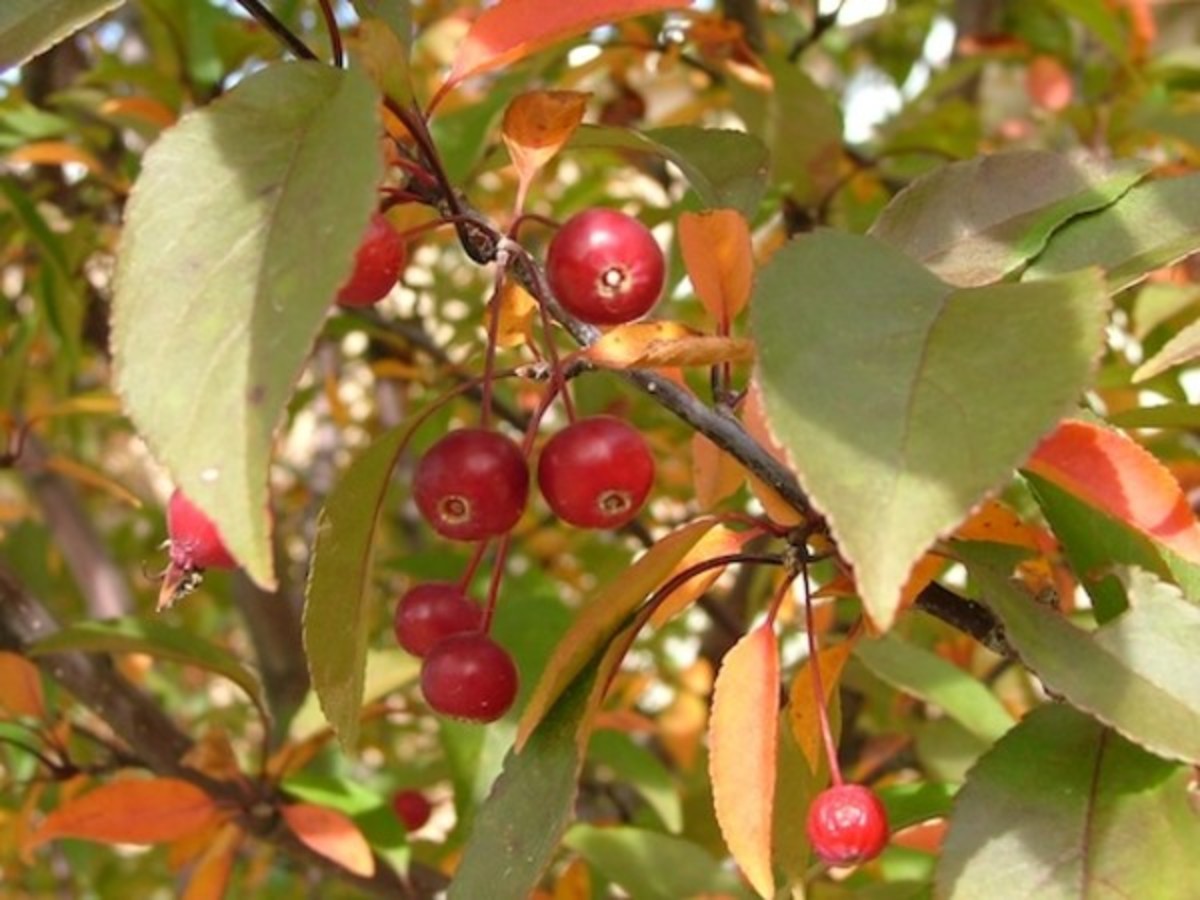 21 Beautiful Trees and Shrubs for Fall - Parade Home & Garden