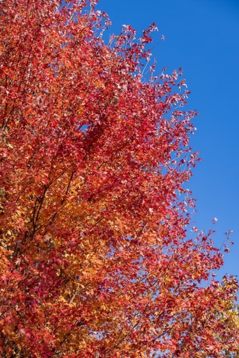 15 Fast-Growing Trees To Consider For Your Landscaping Plans, According To Experts - Parade Home ...