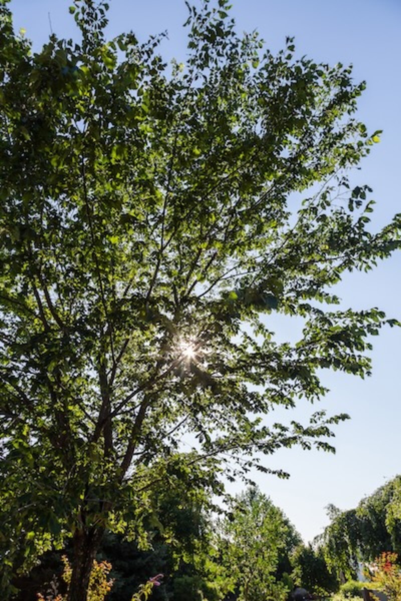 15 Fast-Growing Trees To Consider For Your Landscaping Plans, According ...