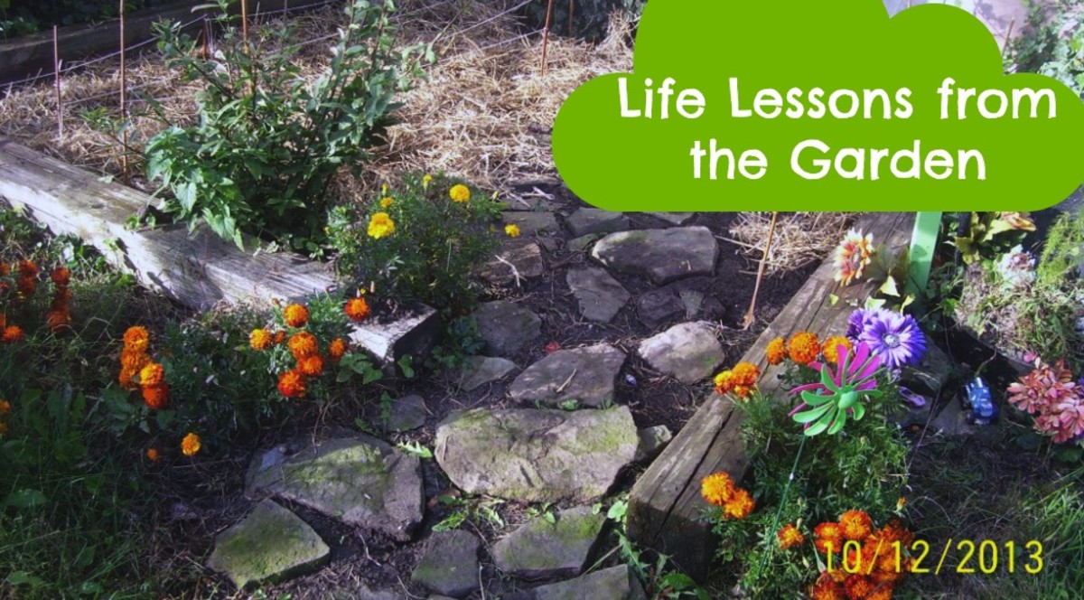 Life Lessons I learned in the Garden - Parade Home & Garden