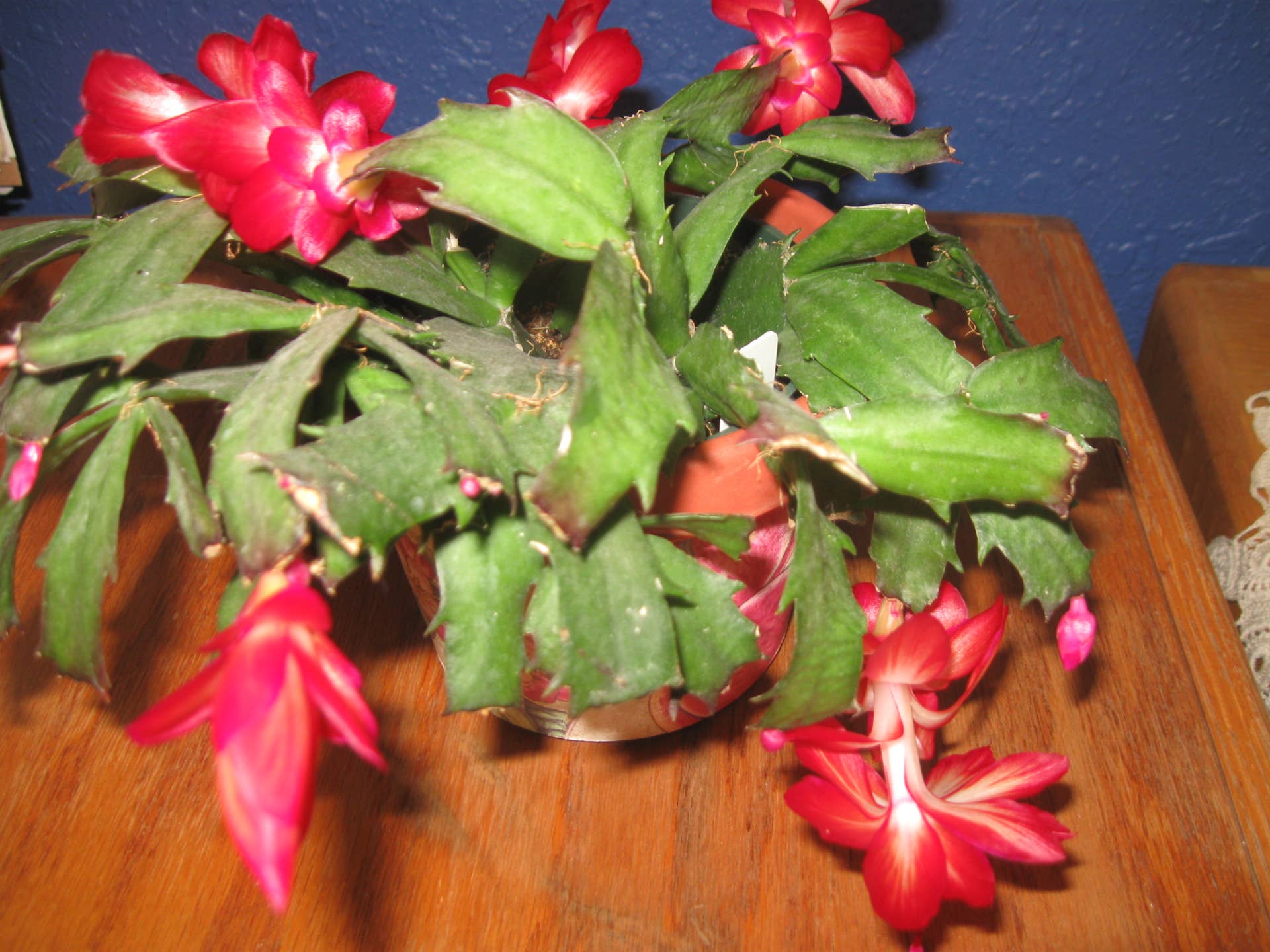 Deck the Halls with Christmas Cactus - Parade Home & Garden