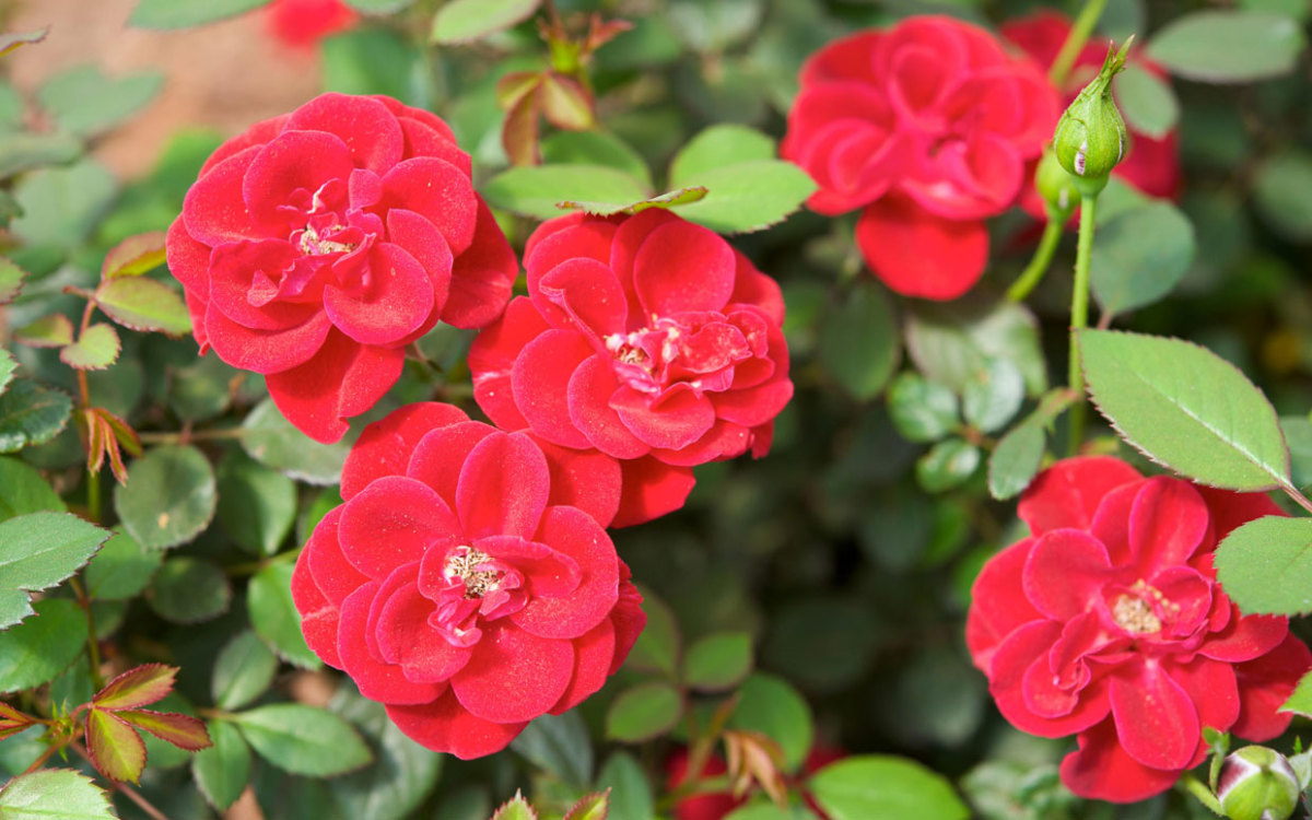 Choose Easy-Care Roses for Mother’s Day - Parade Home & Garden