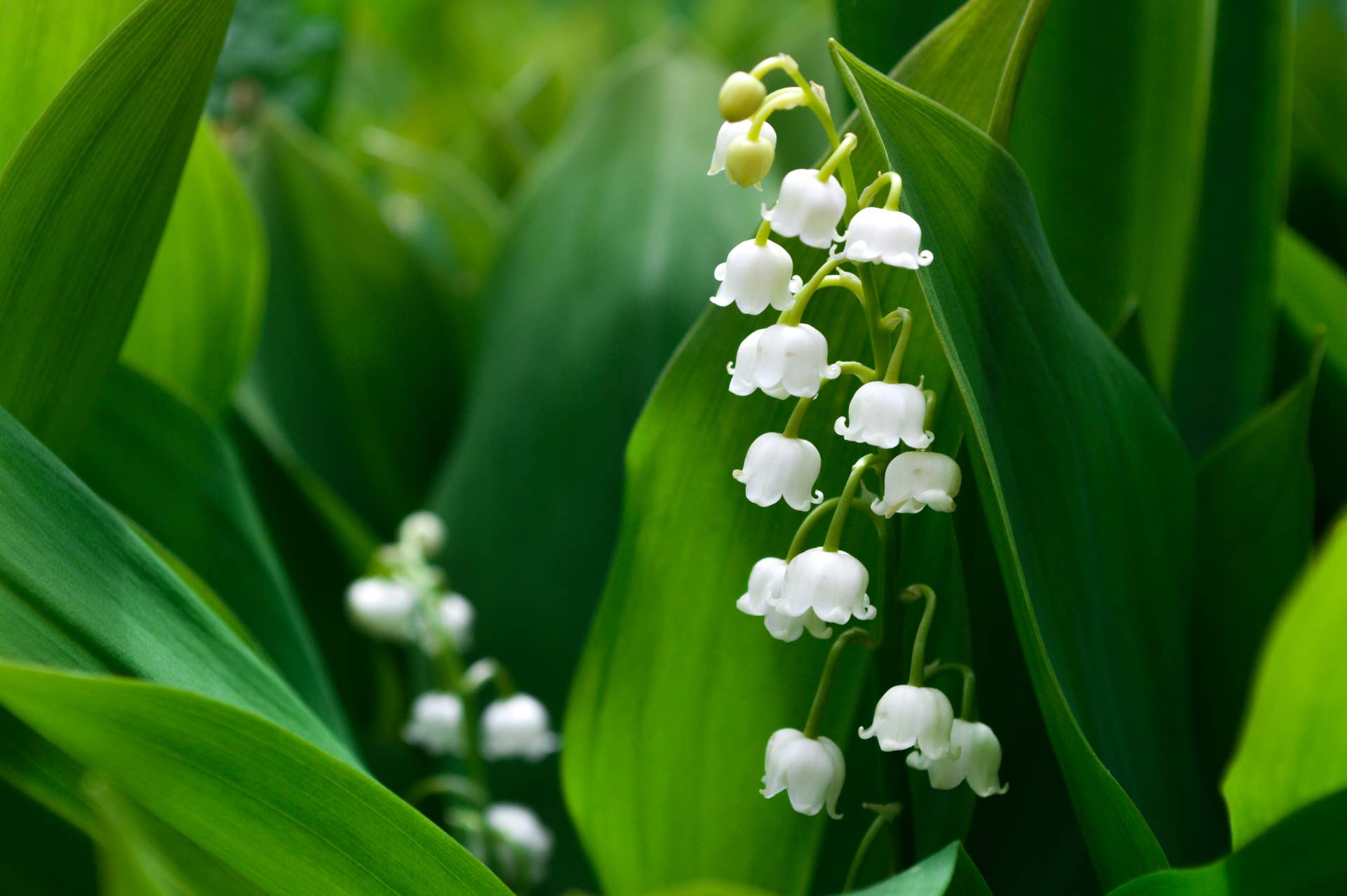 Birth Month Flowers and Meanings - Parade Home & Garden