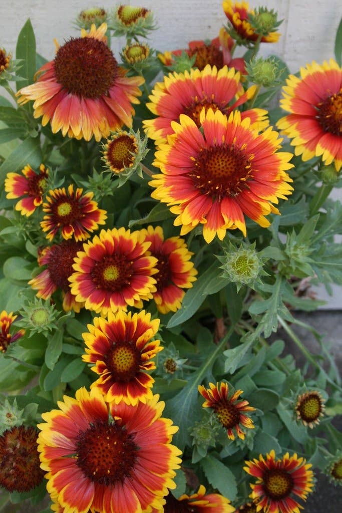 Grow Gaillardia in Your Late Summer and Fall Garden - Parade Home & Garden