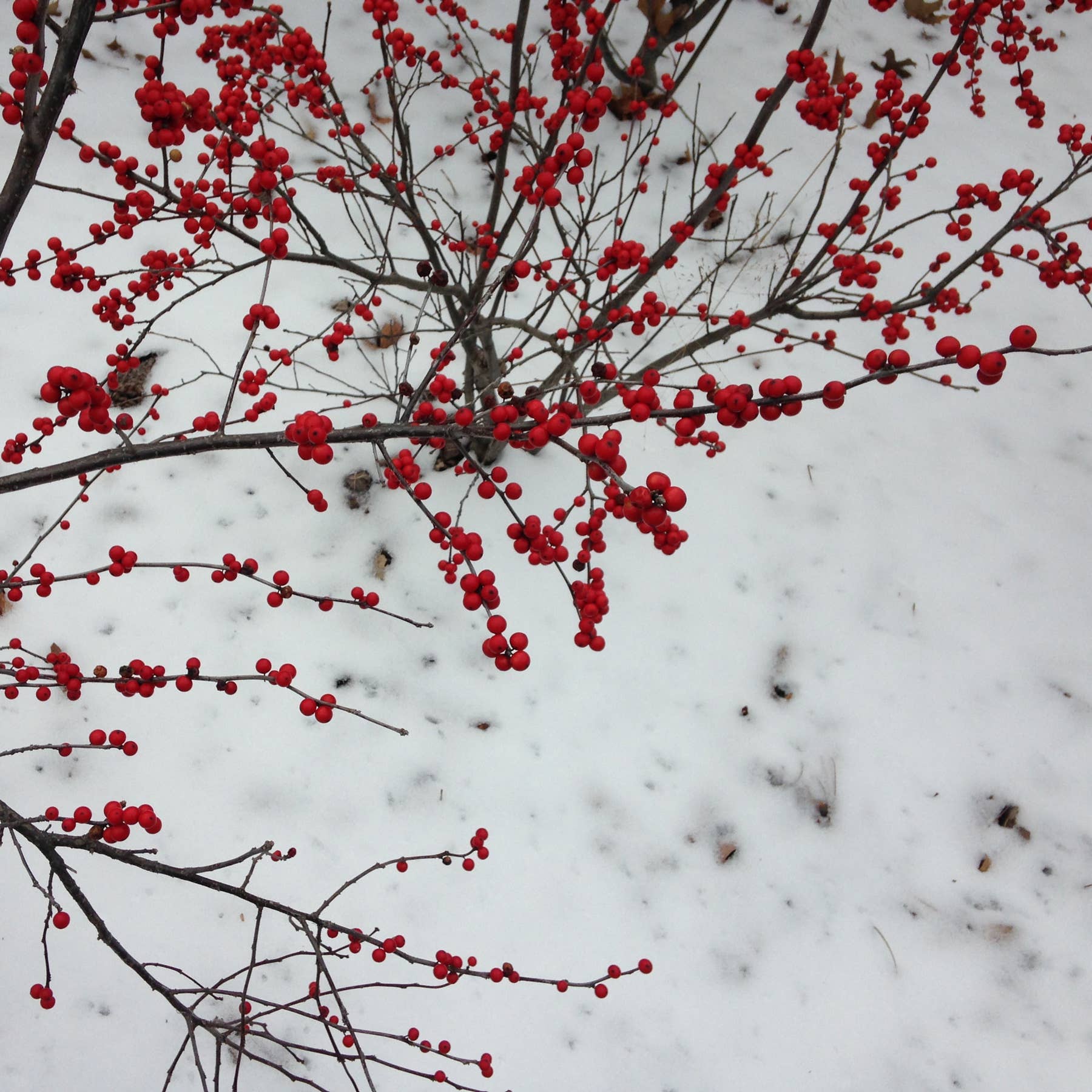 20 Best Christmas Plants for the Holidays 2024 - Parade Home & Garden