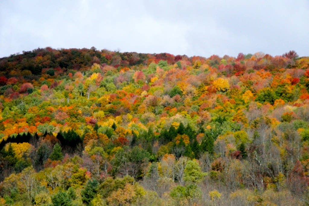 Beautiful Fall Leaves Images to Say Happy Autumn - Parade Home & Garden