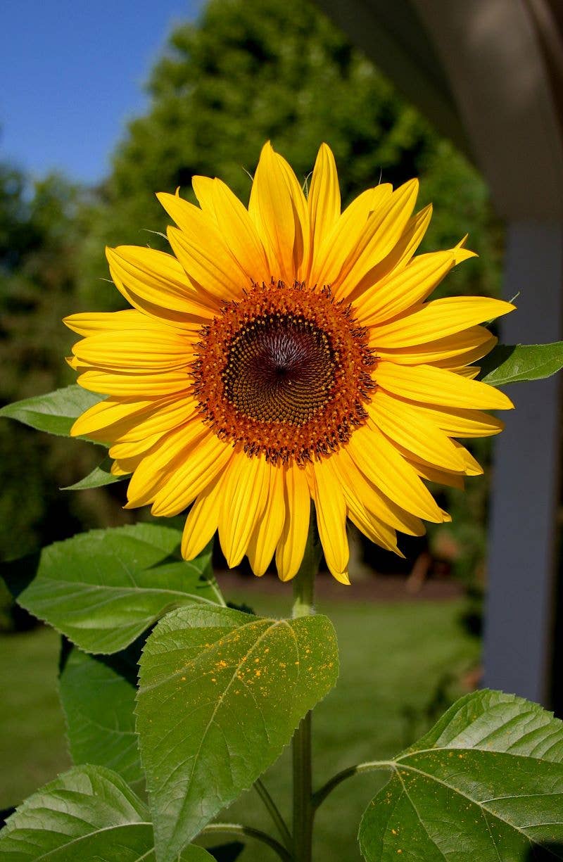 16 Edible Flowers (With Images, Expert Tips) - Parade Home & Garden