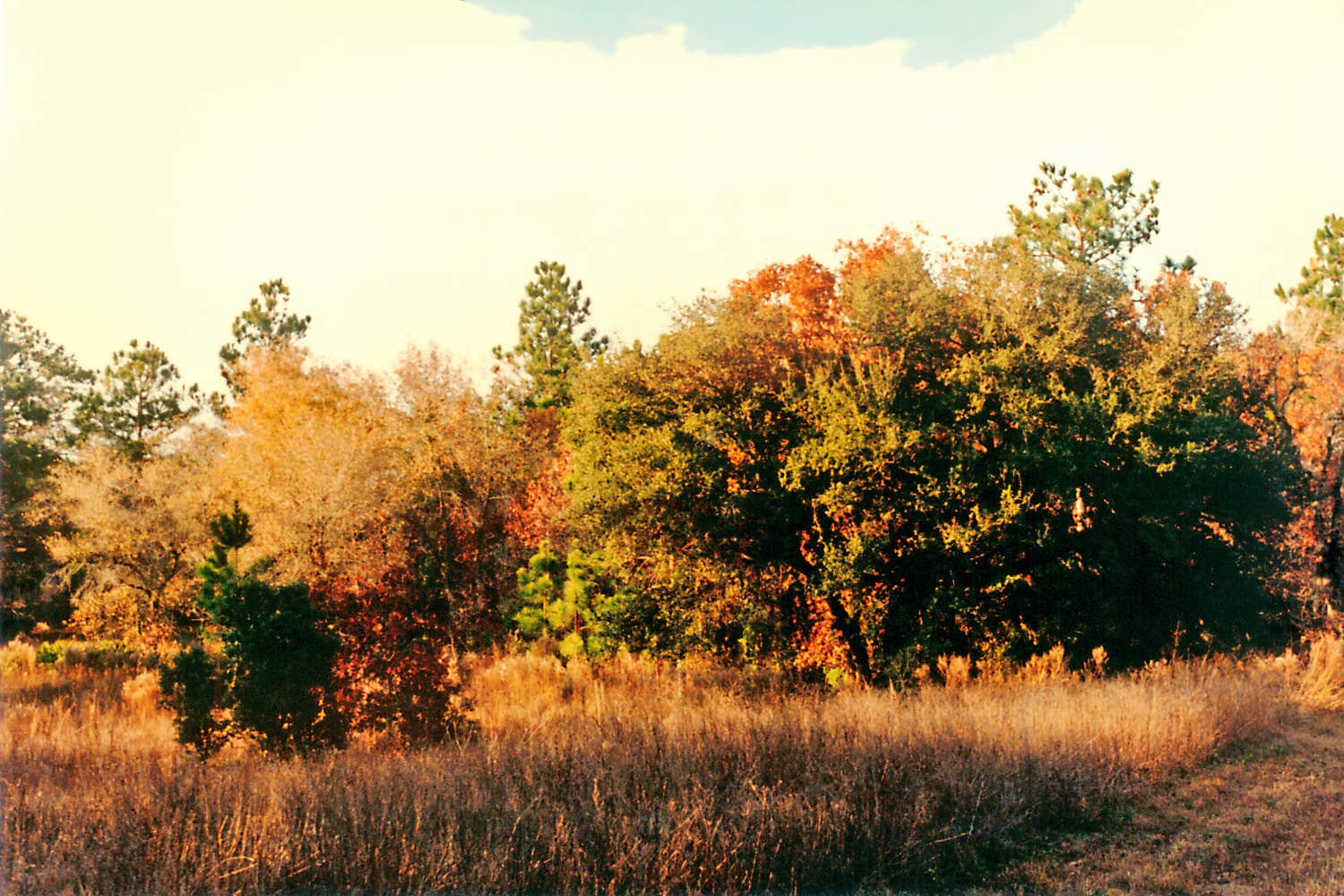 Beautiful Fall Leaves Images to Say Happy Autumn - Parade Home & Garden