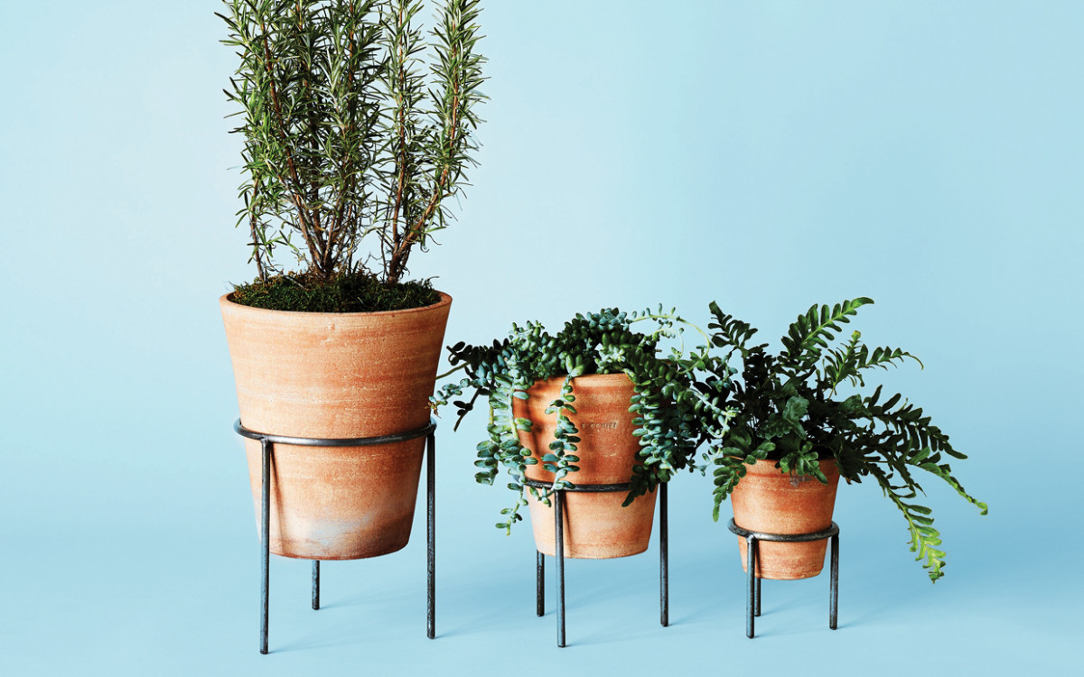 5 Tips for Starting Your First Garden—or Just Growing a Plant - Parade ...