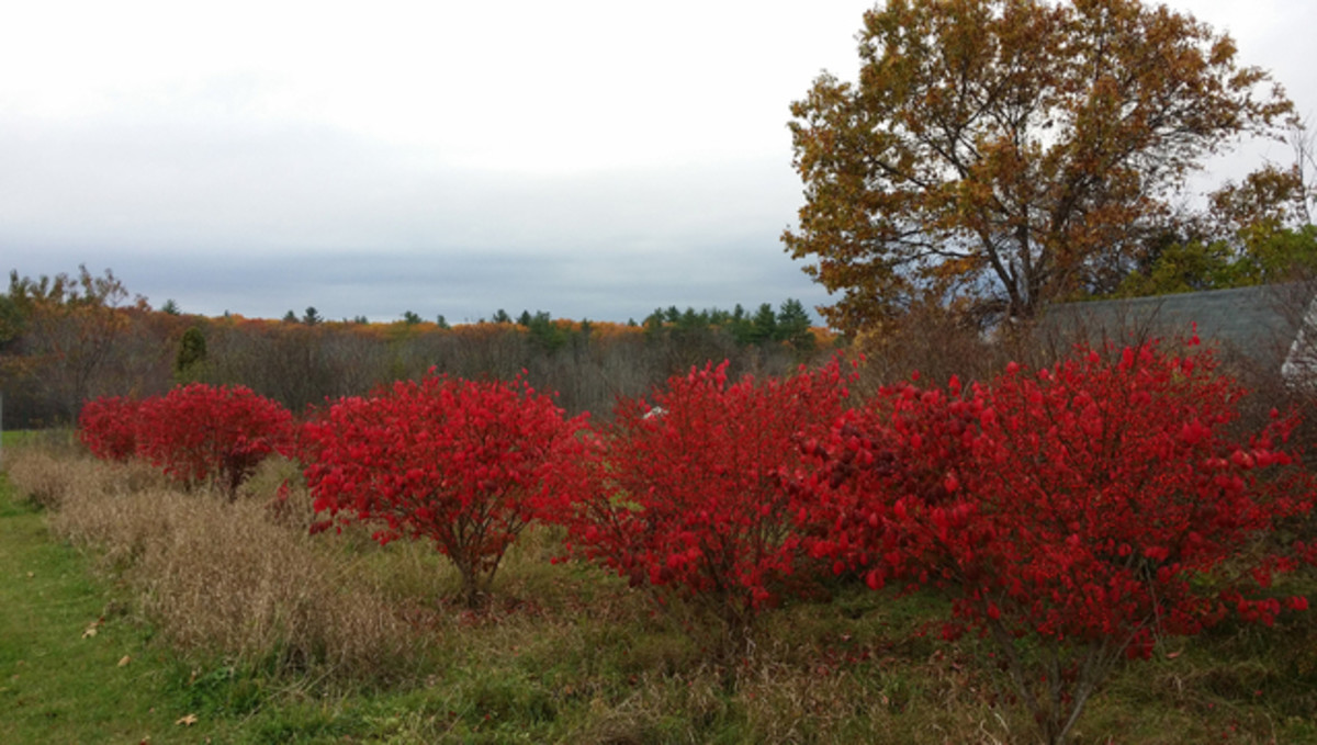 Plant Burning Bush in Your Garden this Fall - Parade Home & Garden