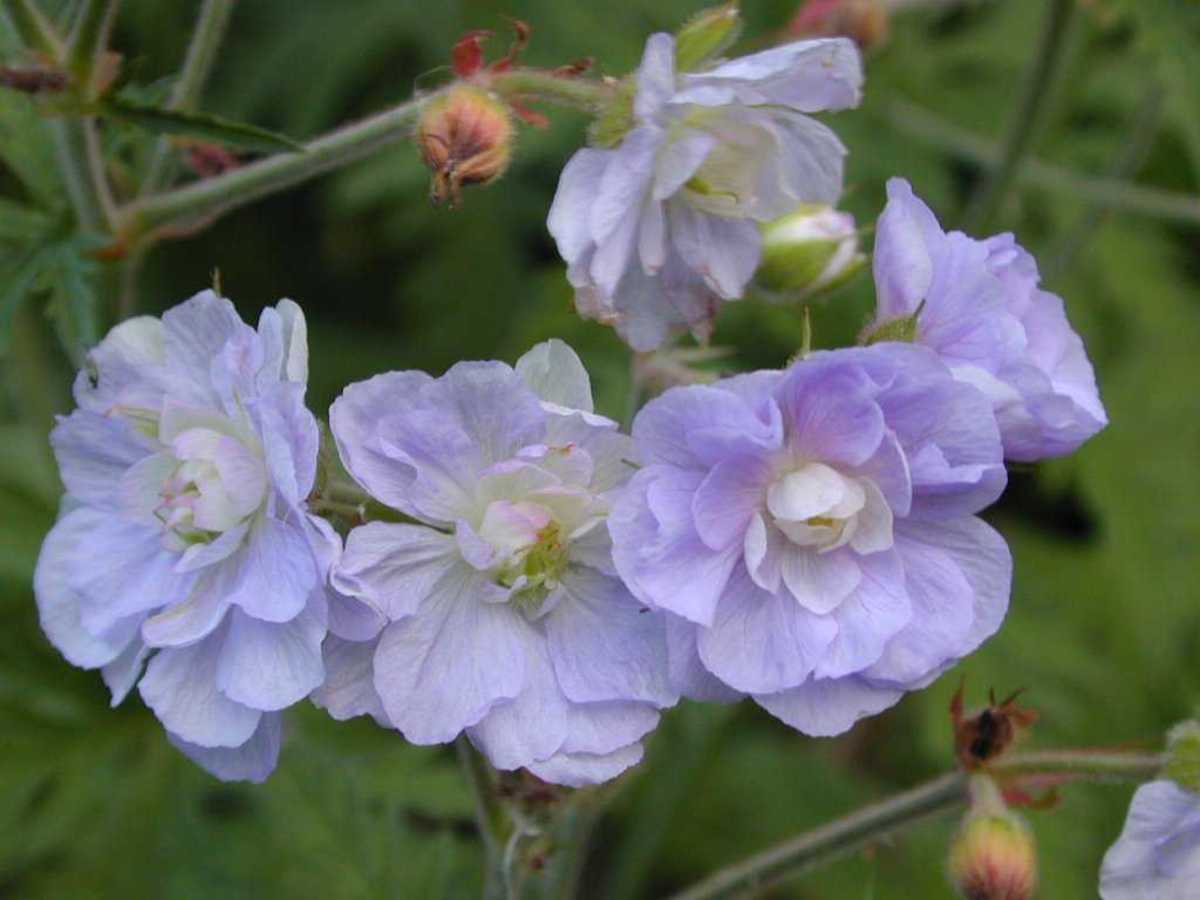 Grow Hardy Geraniums in Your Spring Garden - Parade Home & Garden