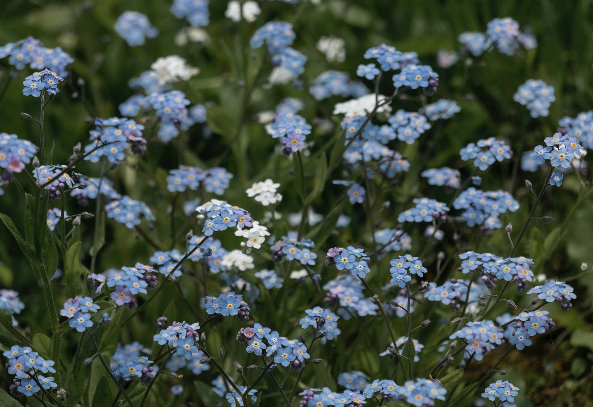 50 State Flowers: History, Full List (With Pictures) - Parade Home & Garden