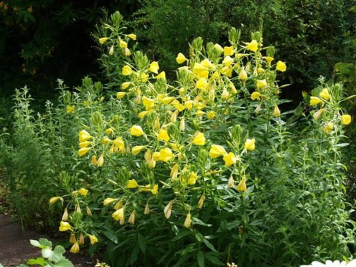 Grow Evening Primrose in Your Late Summer and Fall Garden - Parade Home ...