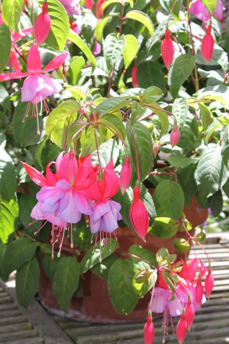 Sherman Library & Gardens 6th Annual Fuchsia Festival - Parade Home ...