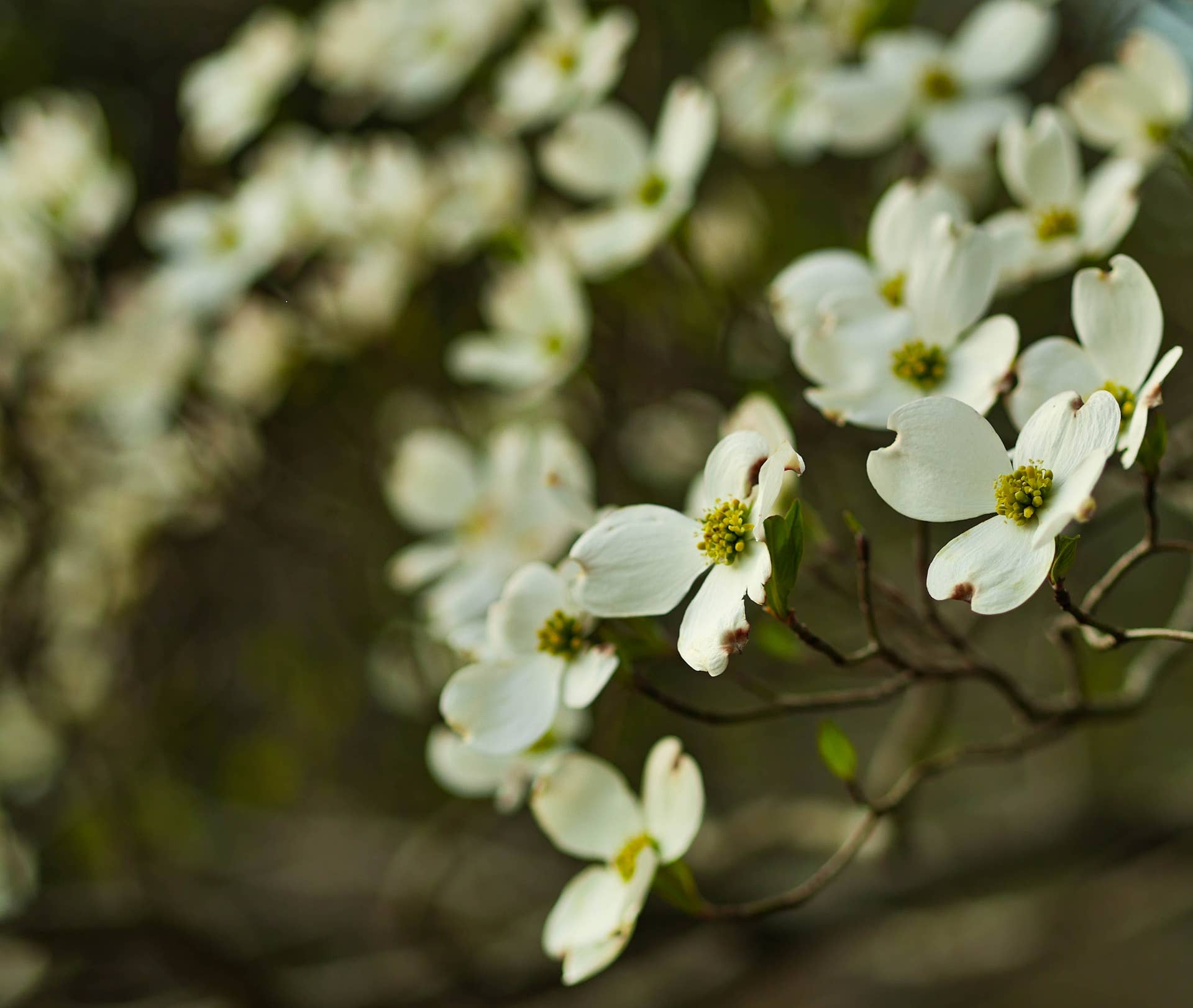50 State Flowers: History, Full List (With Pictures) - Parade Home & Garden