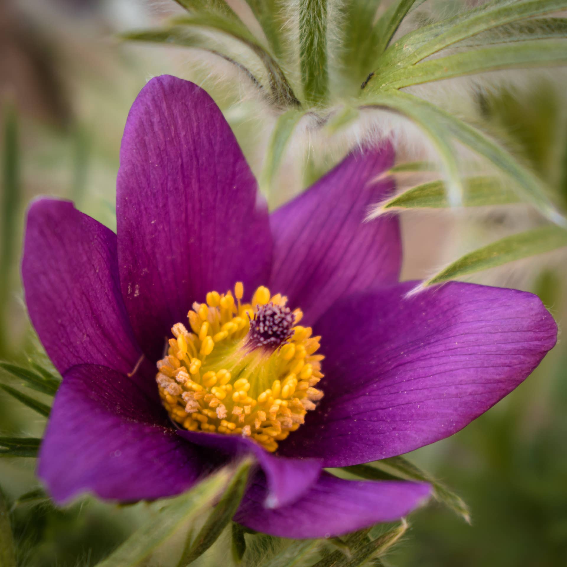 50 State Flowers: History, Full List (With Pictures) - Parade Home & Garden