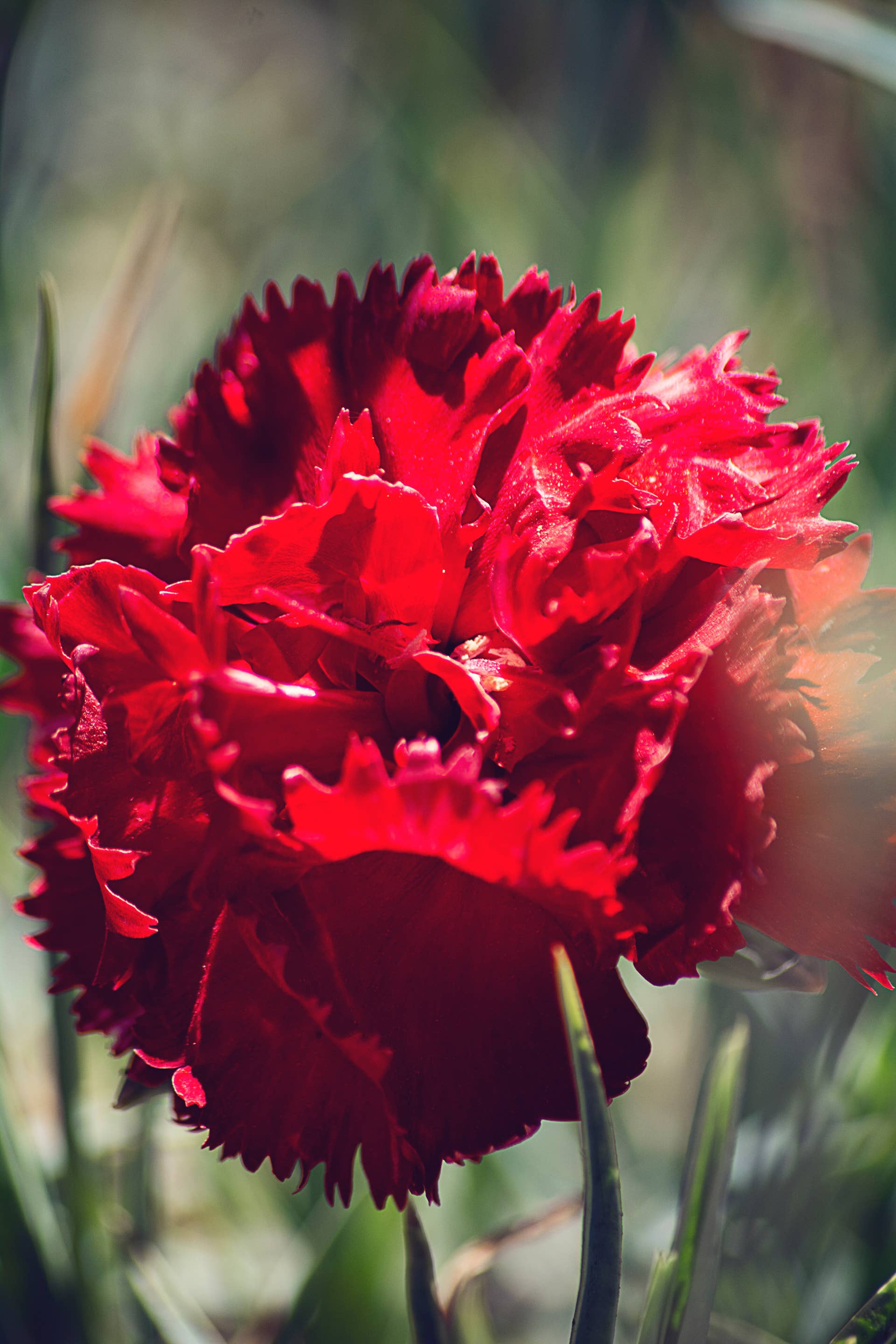 50 State Flowers: History, Full List (With Pictures) - Parade Home & Garden