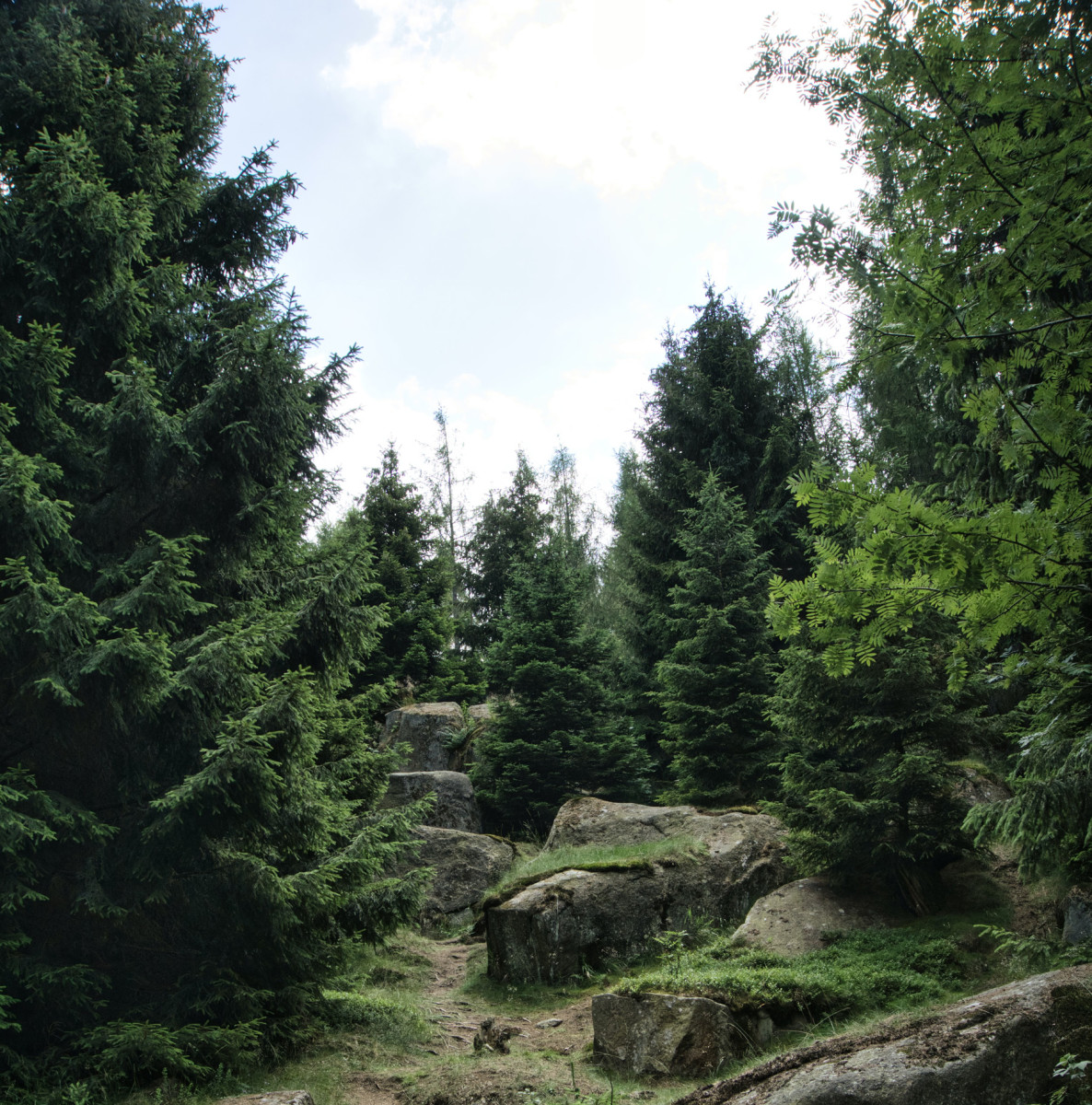 20 Different Types of Christmas Trees - Parade Home & Garden