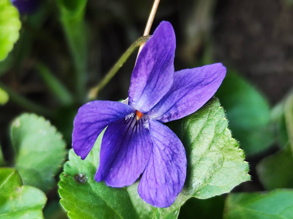 50 State Flowers: History, Full List (With Pictures) - Parade Home & Garden