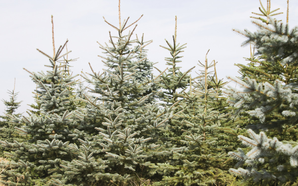 7 Tips for Preserving a Living Christmas Tree - Parade Home & Garden