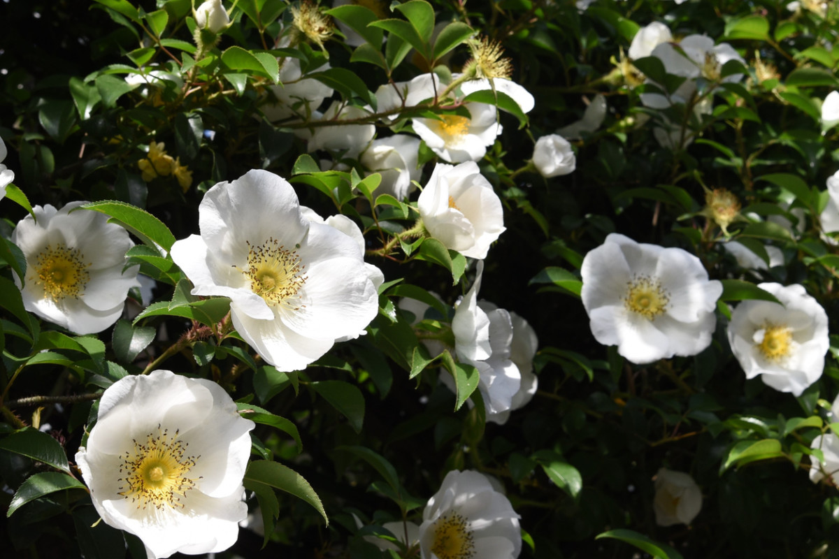 50 State Flowers: History, Full List (With Pictures) - Parade Home & Garden