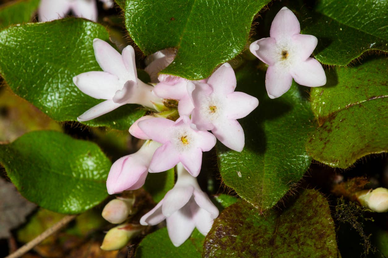50 State Flowers: History, Full List (With Pictures) - Parade Home & Garden