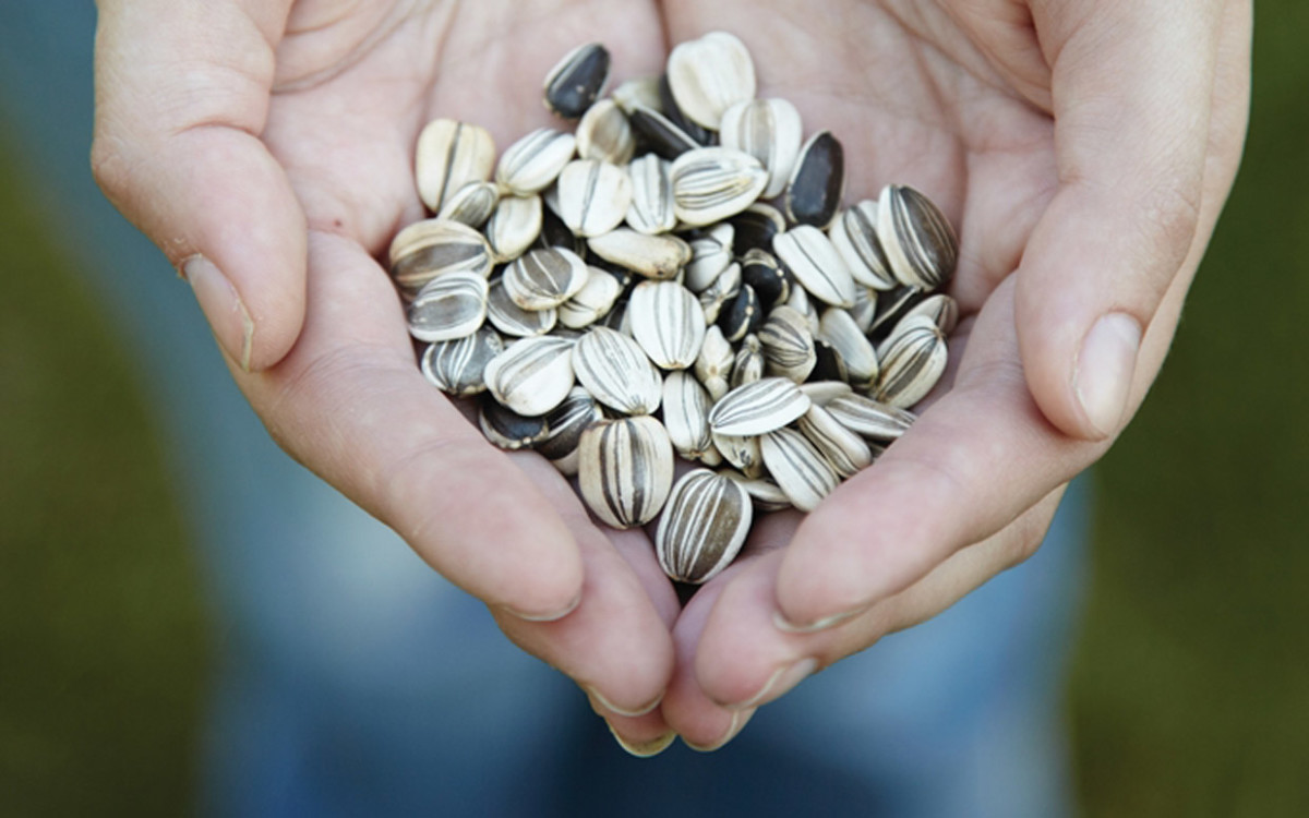 It's Not Too Late to Plant Seeds for a Veggie Garden - Parade Home & Garden