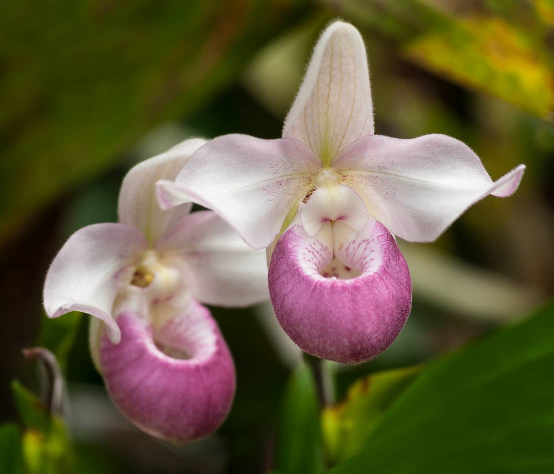50 State Flowers: History, Full List (With Pictures) - Parade Home & Garden