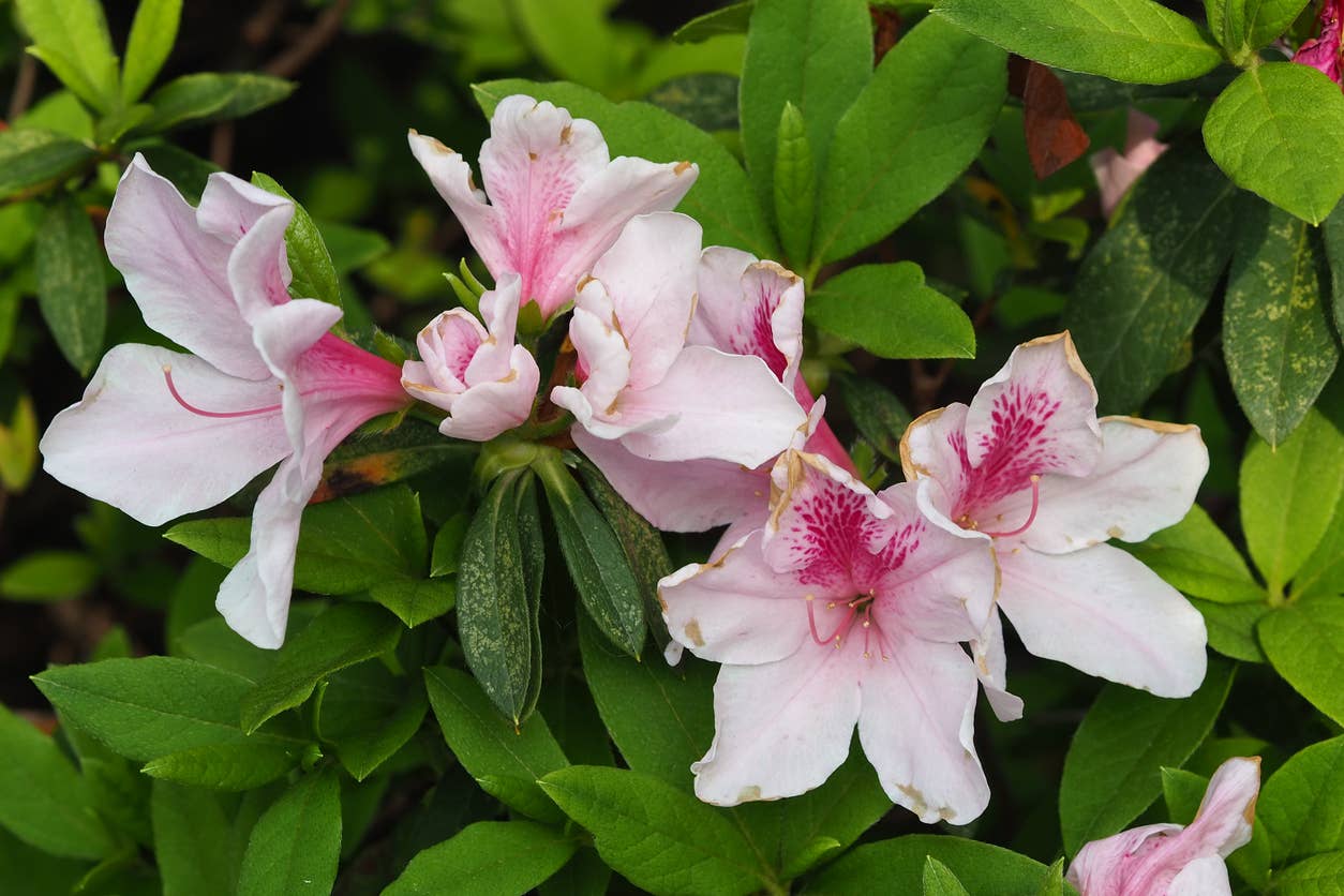 50 State Flowers: History, Full List (With Pictures) - Parade Home & Garden