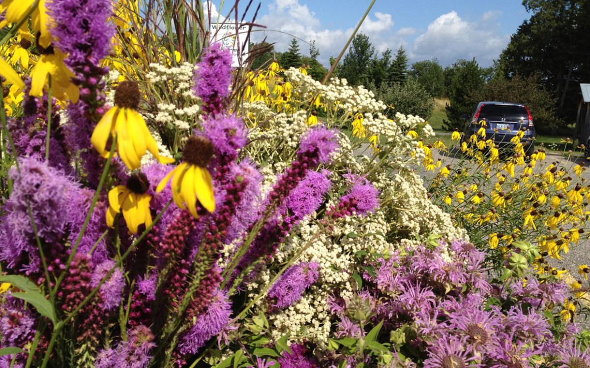 See a Slideshow of the Nation’s Most Beautiful Wildflowers - Parade ...