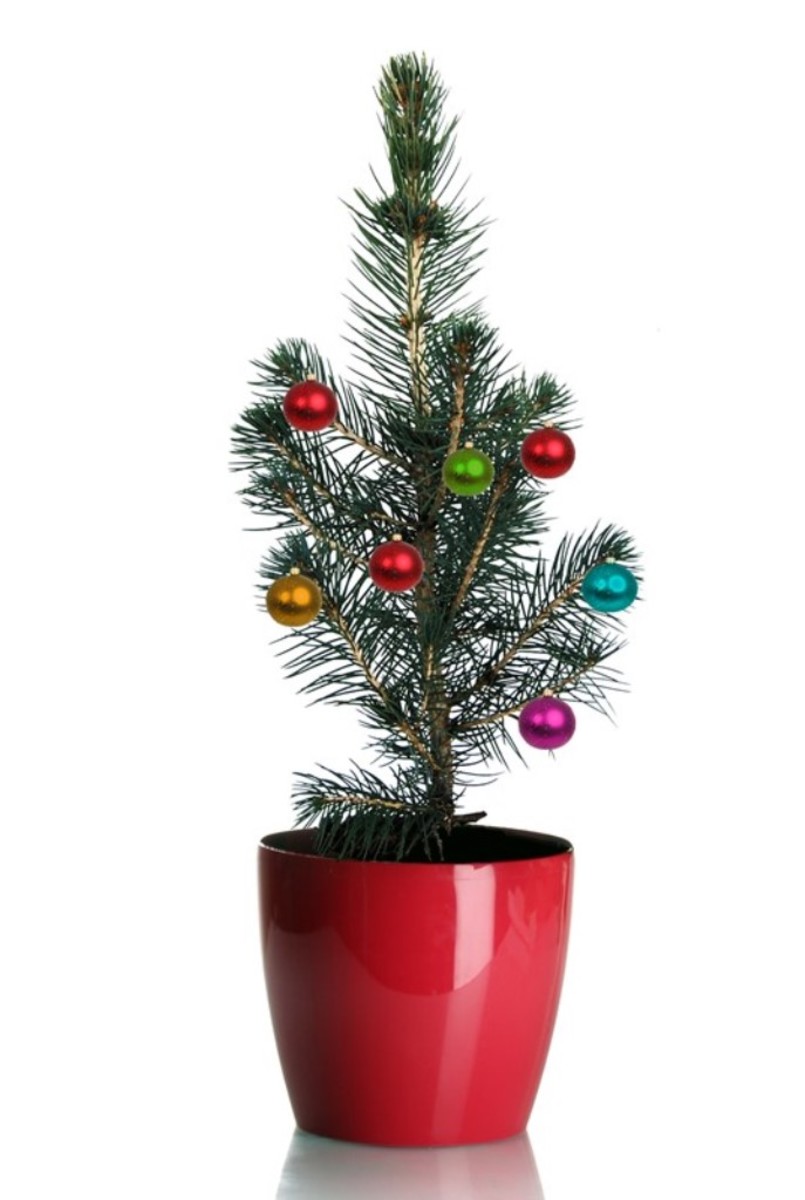 Grow Your Own Mini Living Christmas Tree - Parade Home & Garden