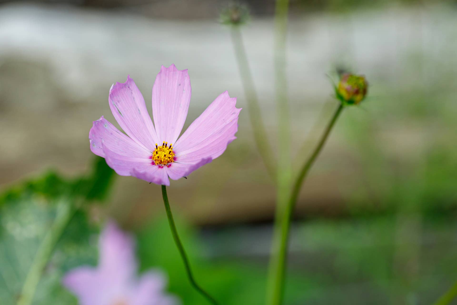 25 Types of Pink Flowers (With Photos, Growing Tips) - Parade Home & Garden