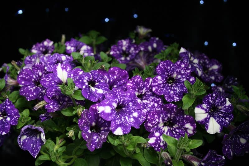 Plant Petunias in Your Spring Garden - Parade Home & Garden