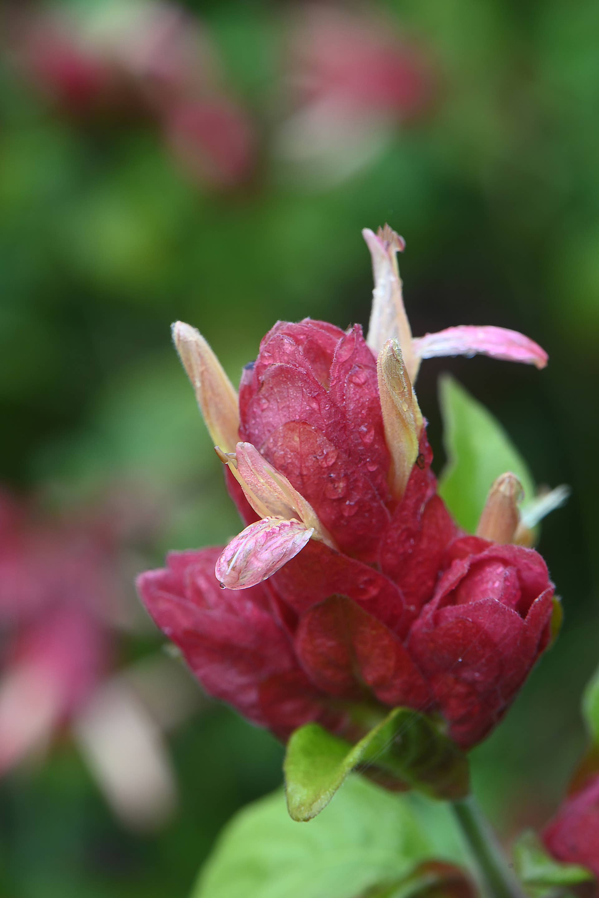 25 Flowers That Attract Hummingbirds - Parade Home & Garden