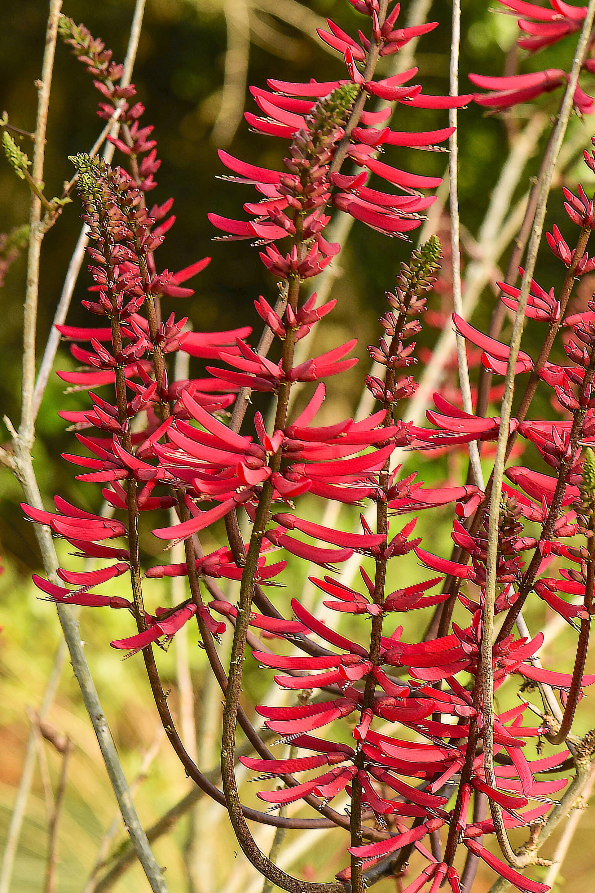 25 Flowers That Attract Hummingbirds - Parade Home & Garden