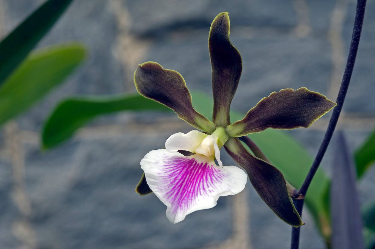 28 Types of Orchids (With Photos and Care Tips) - Parade Home & Garden