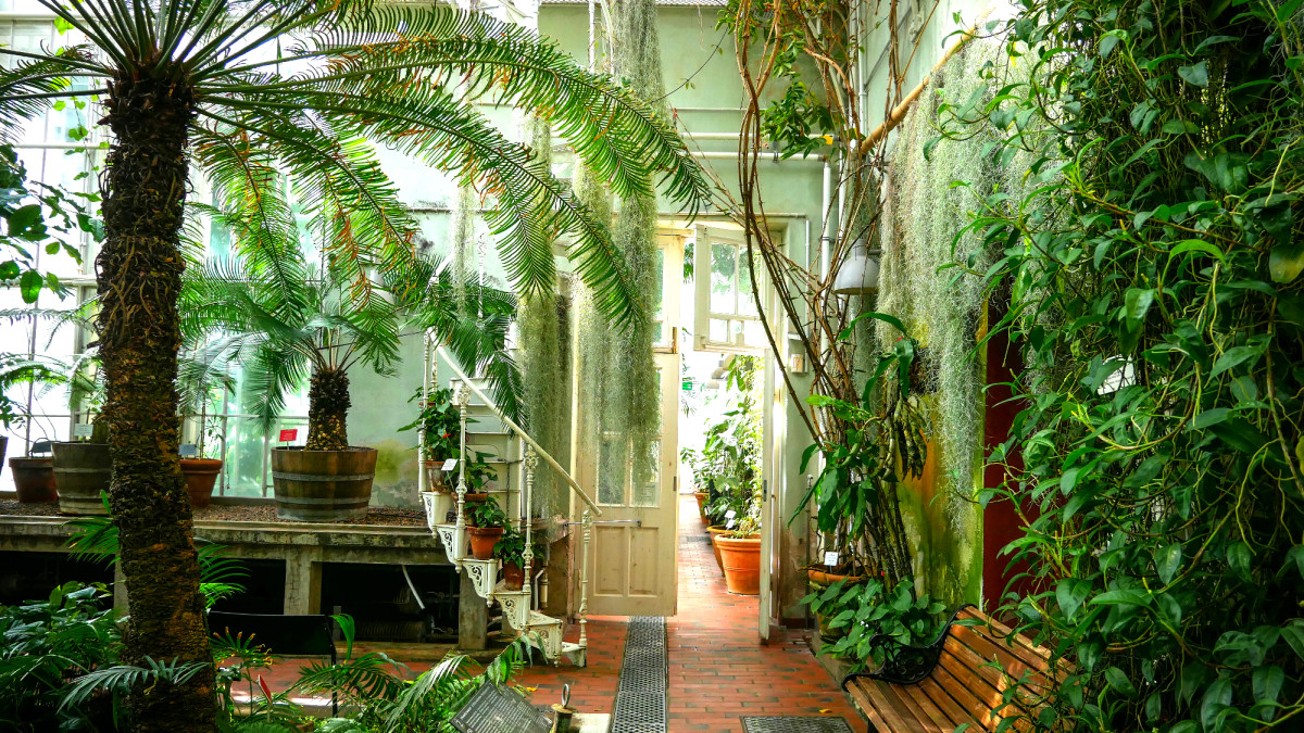 Grow Trees Indoors! Learn Which Trees to Plant and How To Help Them ...