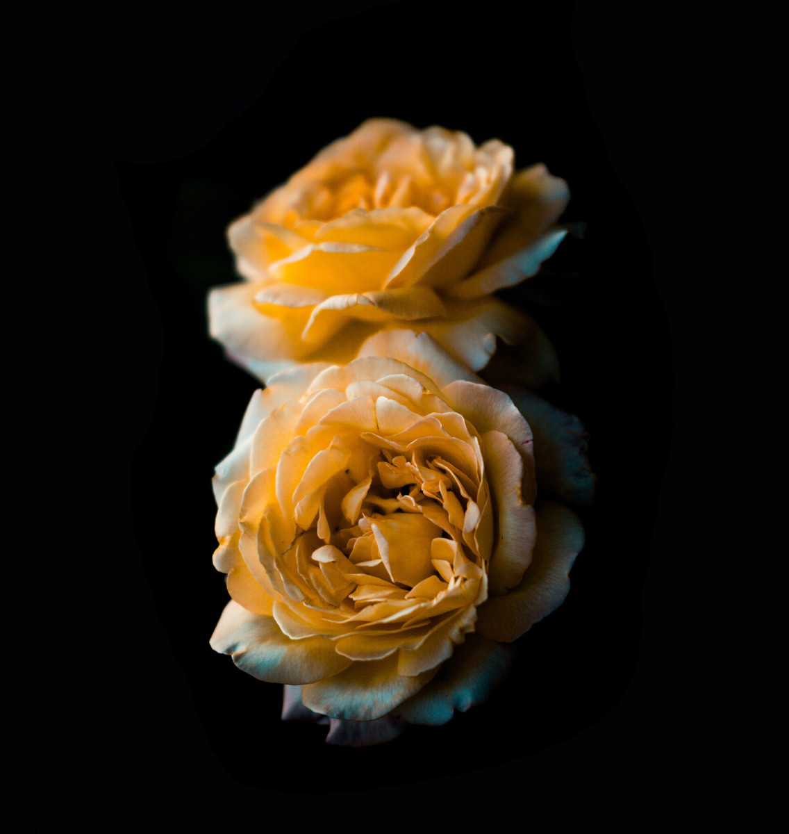 18 Rose Colors and Their Meanings - Parade Home & Garden