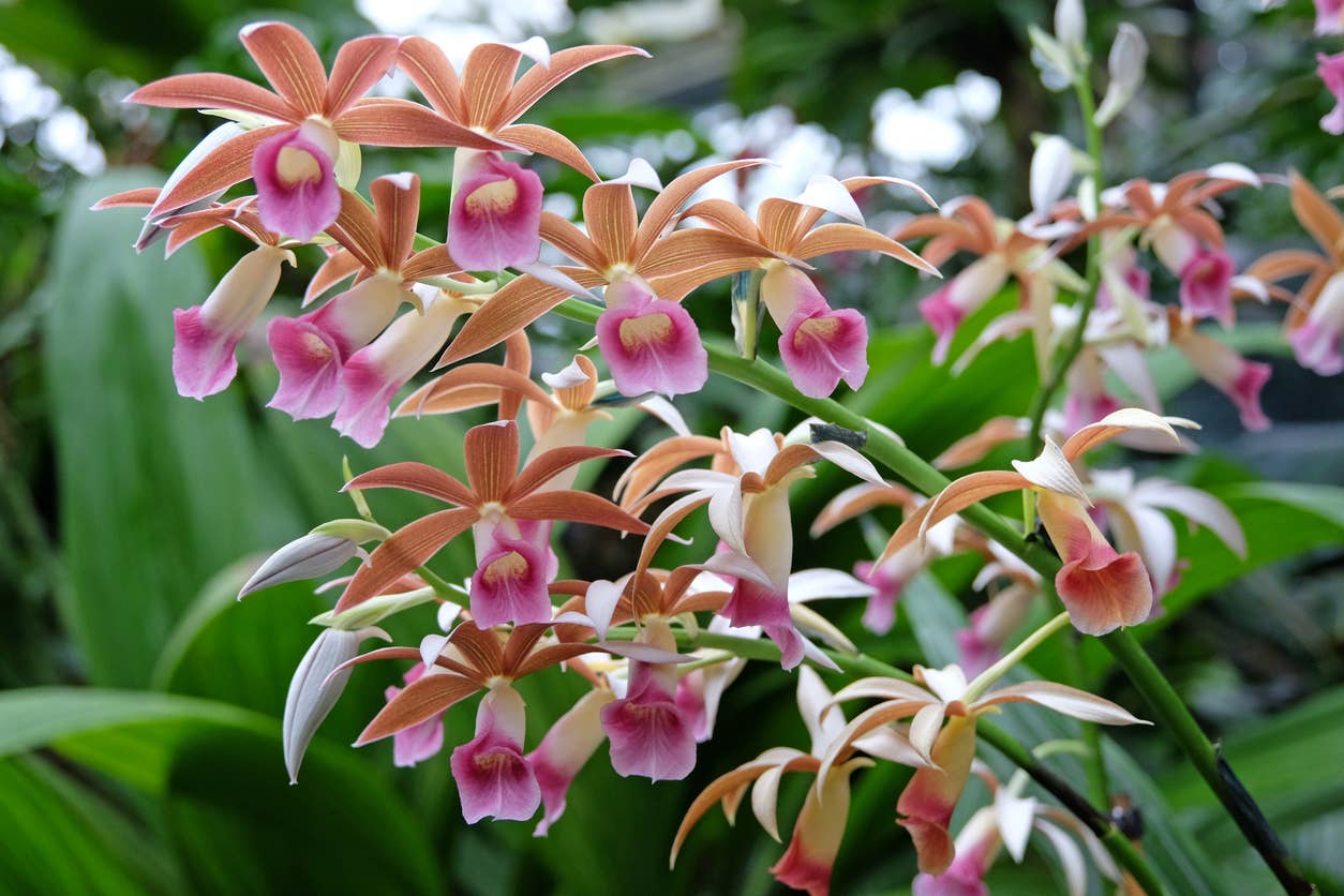 28 Types of Orchids (With Photos and Care Tips) - Parade Home & Garden