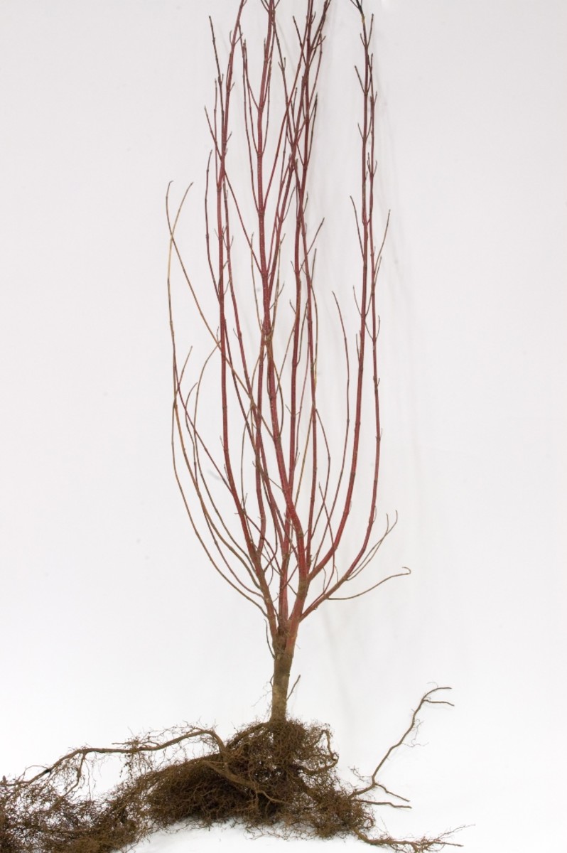 Time to Plant Bare Root Trees - Parade Home & Garden