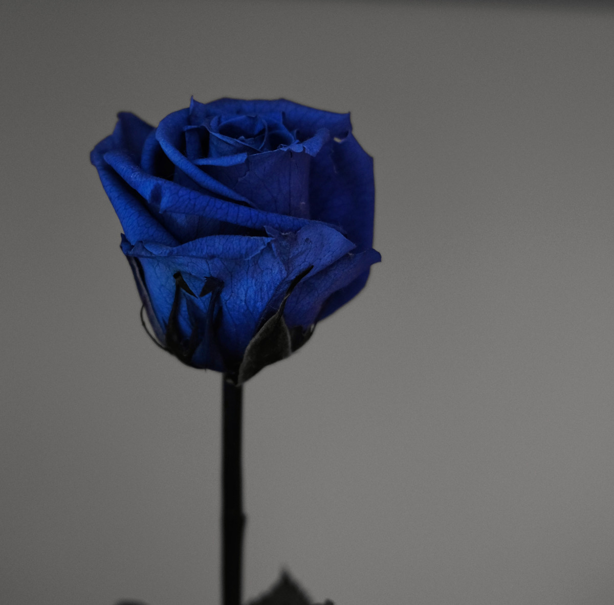 18 Rose Colors and Their Meanings - Parade Home & Garden