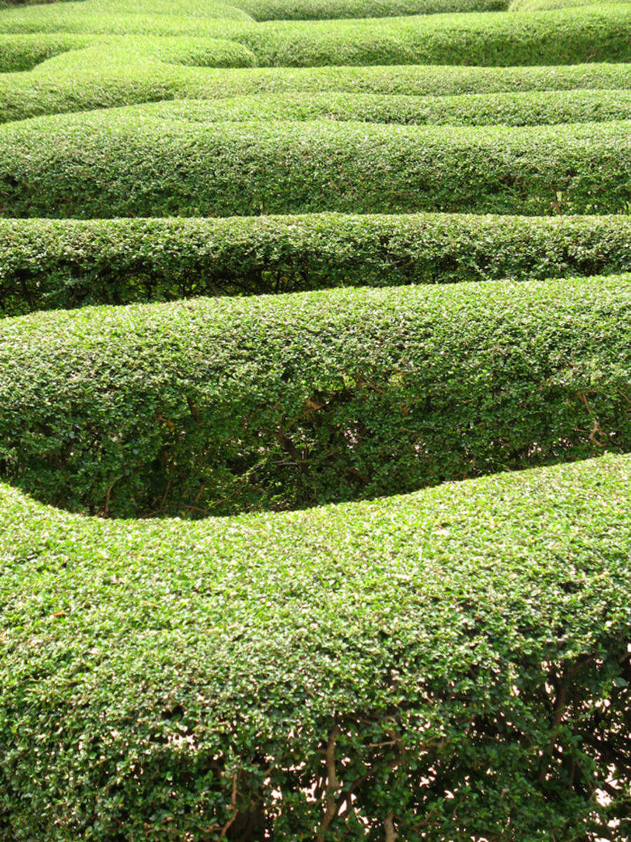 Plant Privet Hedge This Fall - Parade Home & Garden