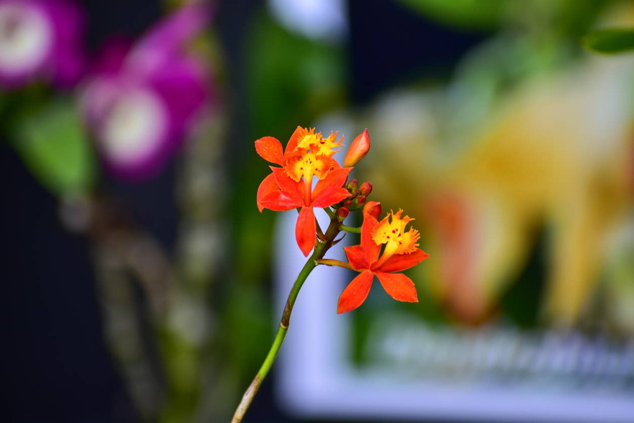 28 Types of Orchids (With Photos and Care Tips) - Parade Home & Garden
