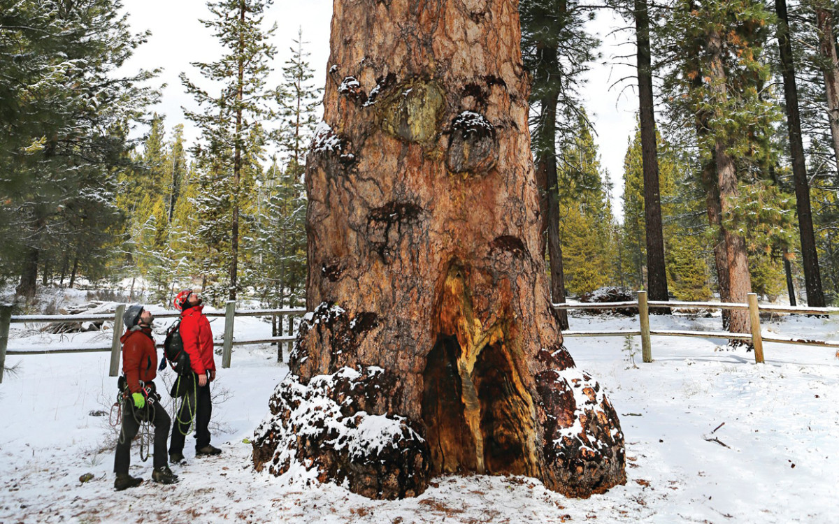 See the Country's Biggest Trees - Parade Home & Garden