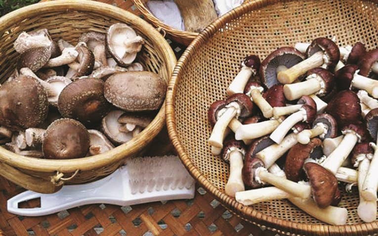 How to Grow Your Own Mushrooms at Home - Parade Home & Garden